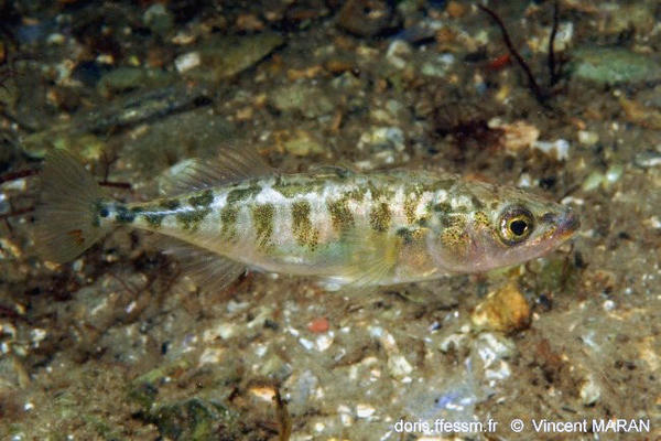 Gasterosteus aculeatus | DORIS