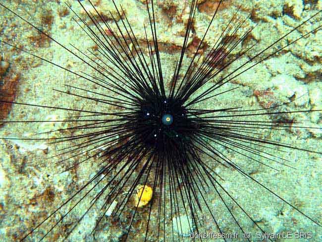 Diadema setosum | DORIS