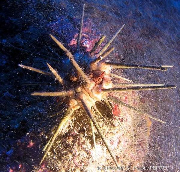 Cidaris cidaris | DORIS