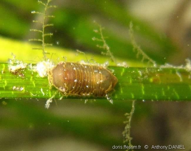 Sphaeromatidae (famille) | DORIS