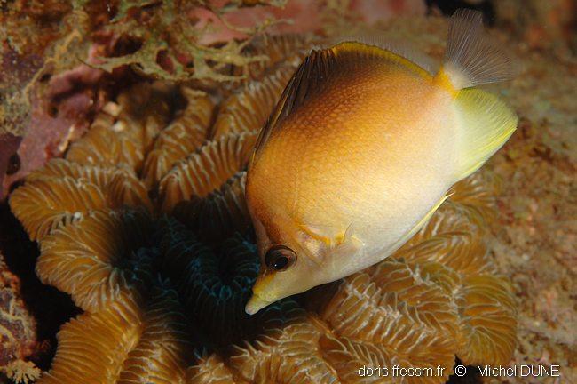 Prognathodes aculeatus | DORIS