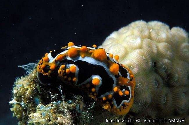 Phyllidia undula | DORIS