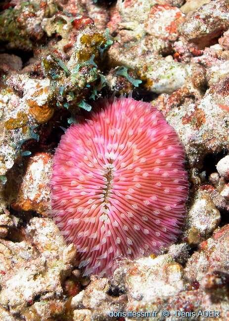 Lobactis scutaria | DORIS