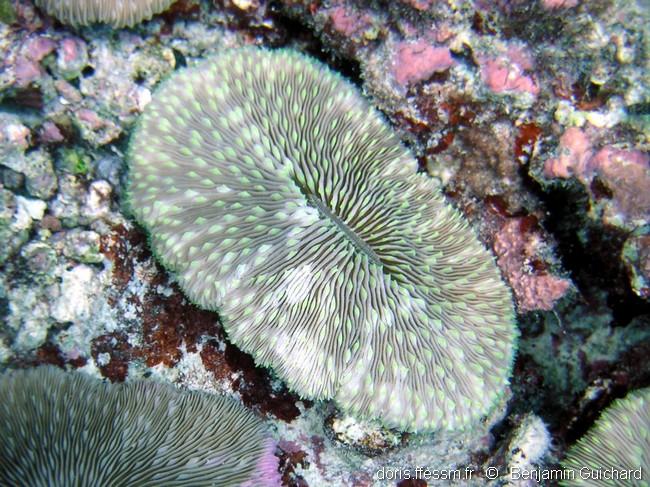 Lobactis scutaria | DORIS