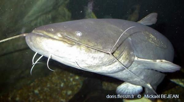 Silurus glanis | DORIS