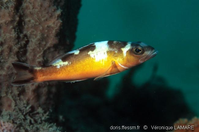 Serranus tabacarius | DORIS