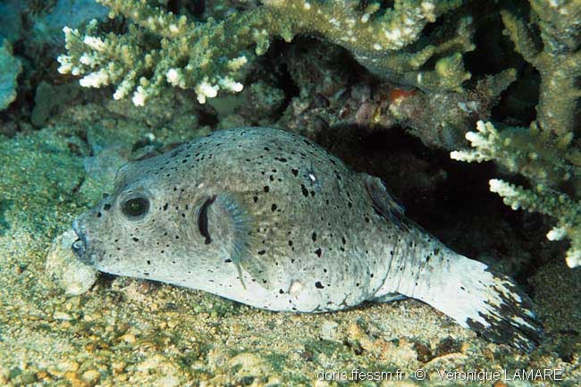 Arothron nigropunctatus | DORIS