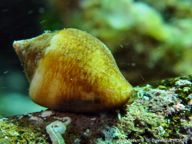 Columbella rustica | DORIS
