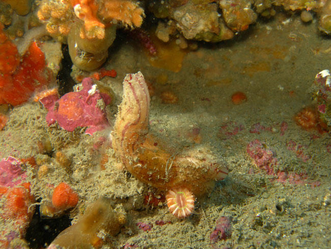 Microcosmus sabatieri | DORIS