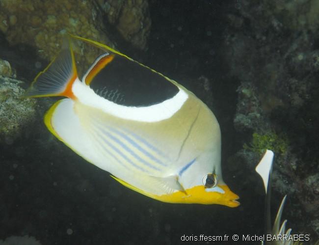 Chaetodon ephippium | DORIS