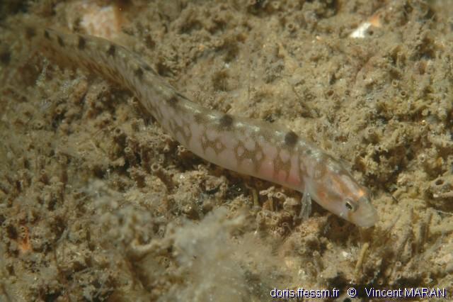 Pholis gunnellus | DORIS