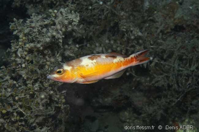 Serranus tabacarius | DORIS