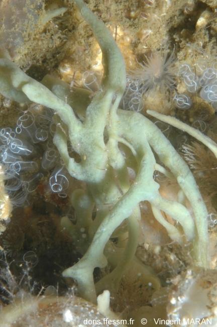 Halichondria (Halichondria) bowerbanki | DORIS