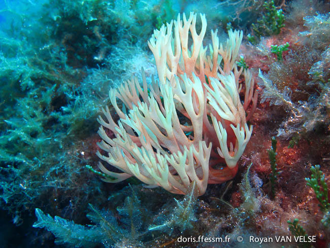 Halymenia elongata | DORIS