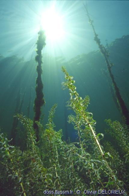 Elodea canadensis | DORIS