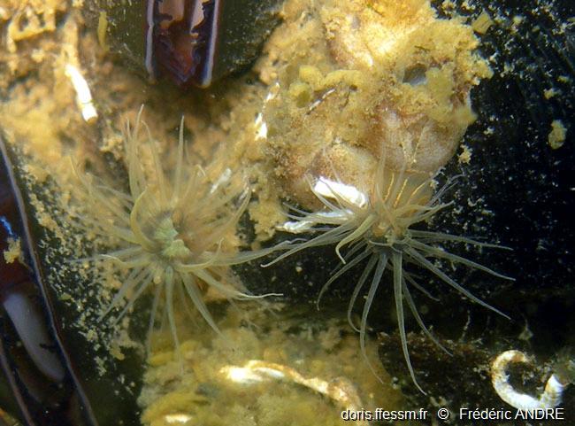 Diadumene lineata | DORIS