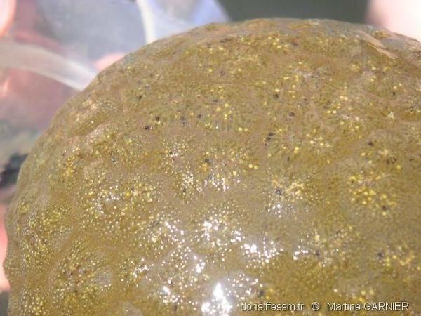 Pectinatella magnifica | DORIS