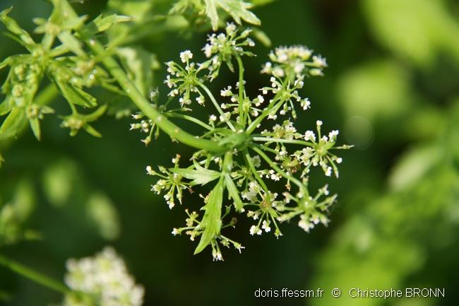 Berula erecta | DORIS