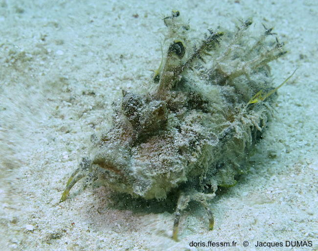 Inimicus filamentosus | DORIS