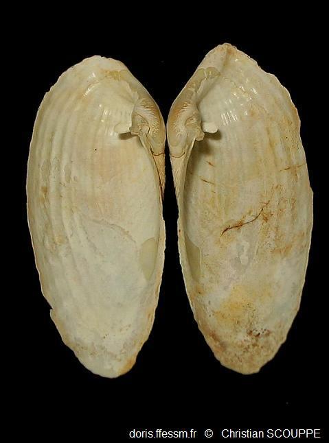 Barnea candida | DORIS