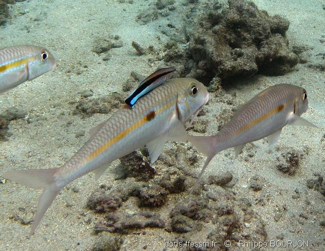 Labroides dimidiatus | DORIS