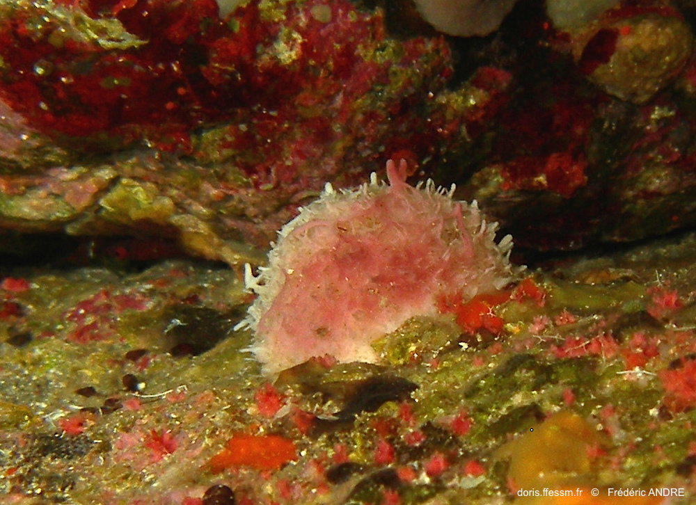 Iophon funis | DORIS