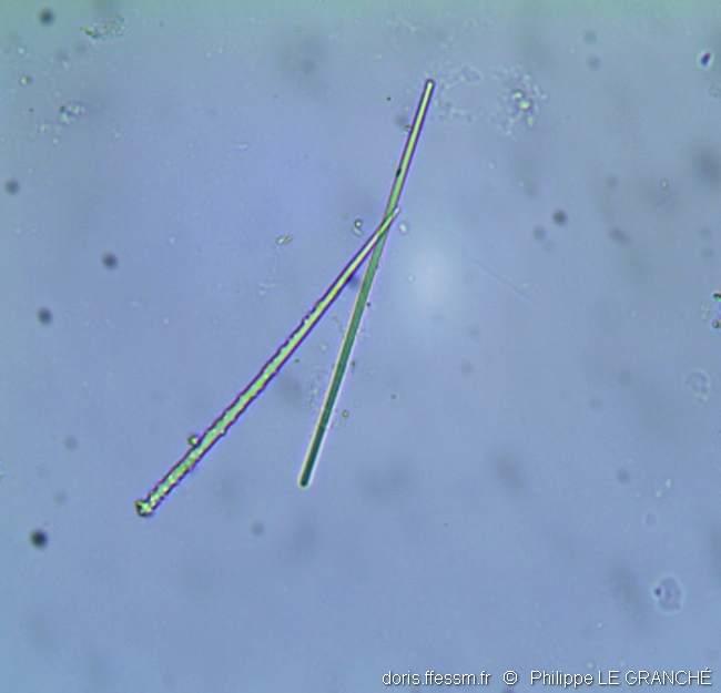 Iophon hyndmani | DORIS