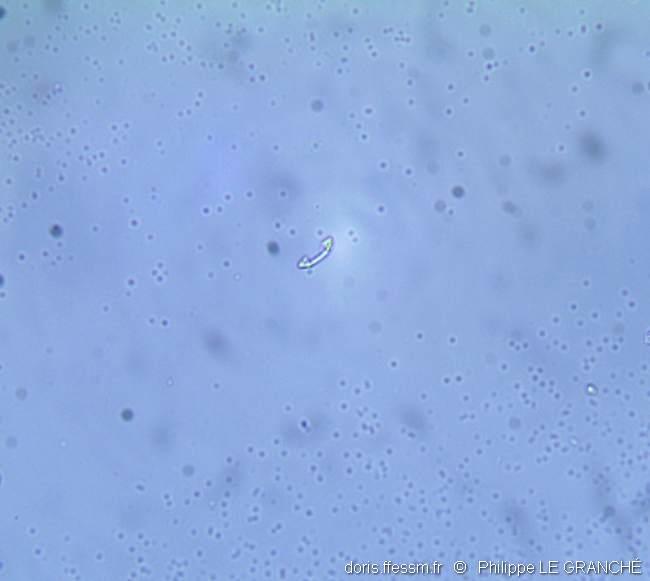 Iophon hyndmani | DORIS