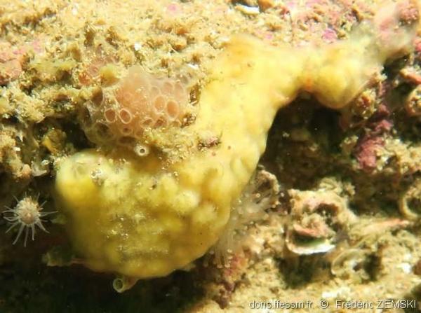 Iophon nigricans | DORIS