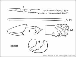 Iophon nigricans | DORIS