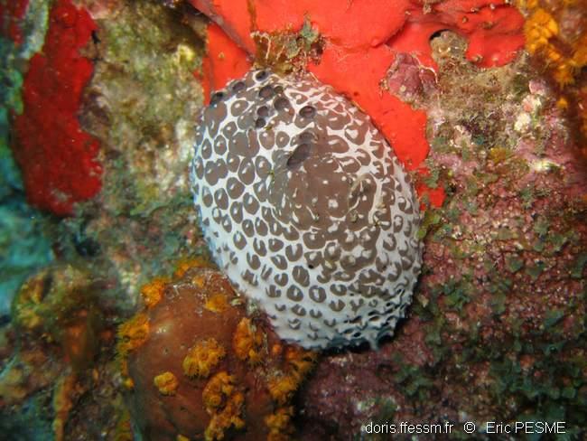 Ircinia spp. | DORIS