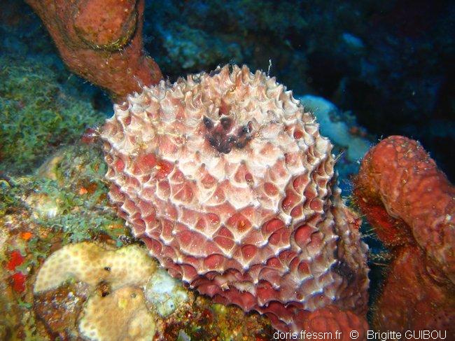 Ircinia spp. | DORIS