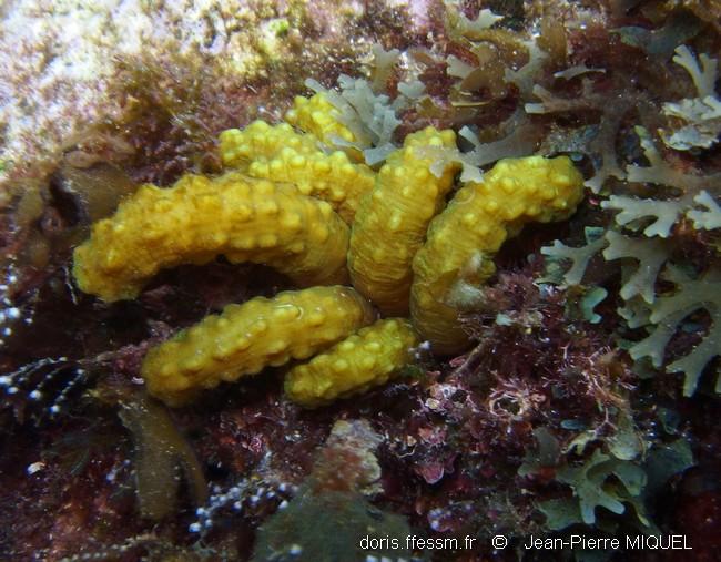 Isaurus tuberculatus | DORIS