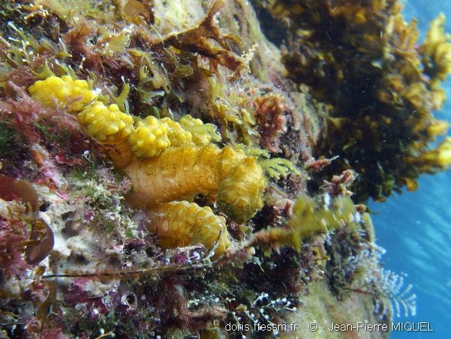 Isaurus tuberculatus | DORIS