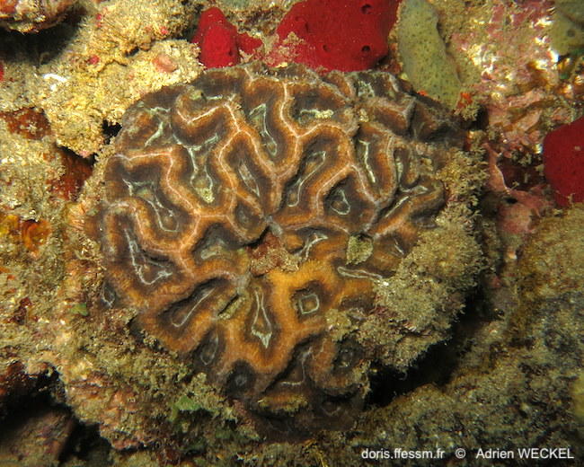 Isophyllia sinuosa | DORIS