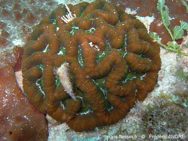 Isophyllia sinuosa | DORIS