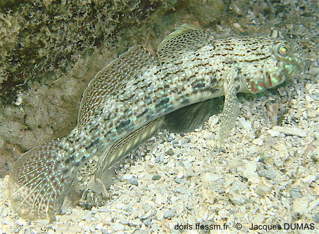 Istigobius ornatus | DORIS