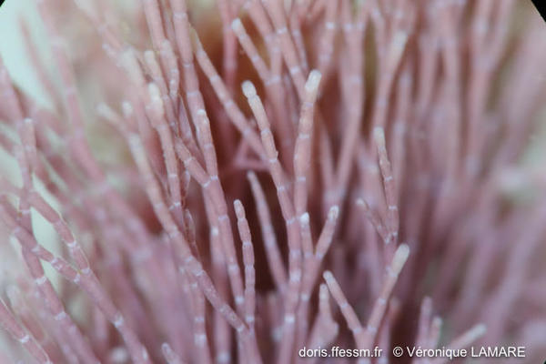 Jania rubens var. corniculata | DORIS