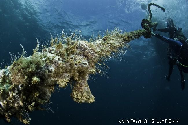 Pennaria disticha | DORIS