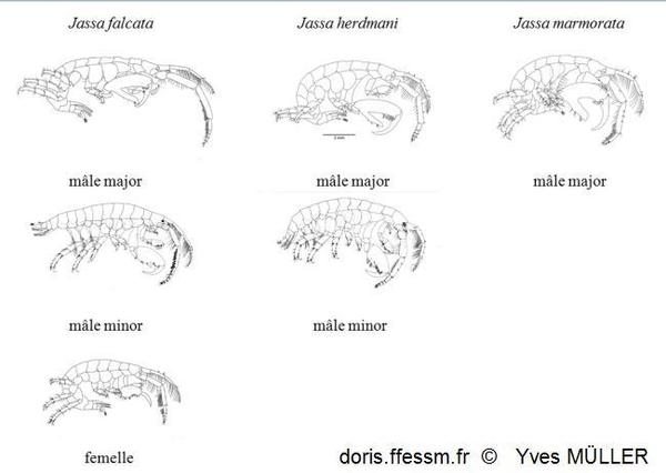 Jassa falcata / herdmani / marmorata | DORIS