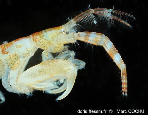 Jassa falcata / herdmani / marmorata | DORIS