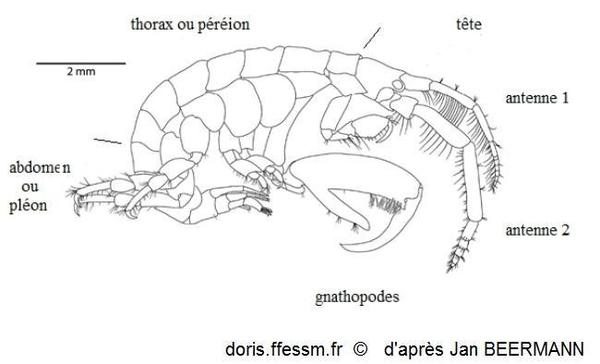 Jassa falcata / herdmani / marmorata | DORIS
