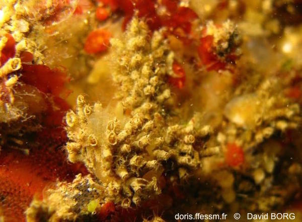 Jassa falcata / herdmani / marmorata | DORIS