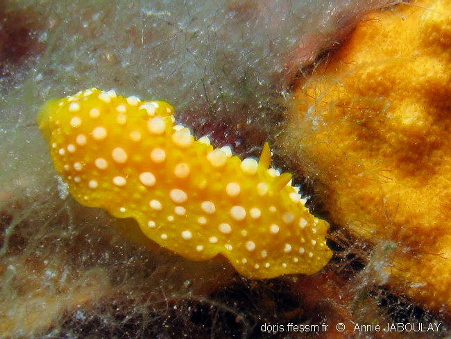 Phyllidia flava | DORIS