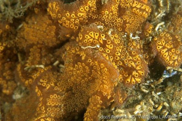 Botrylloides spp. (leachii, violaceus, diegensis) | DORIS