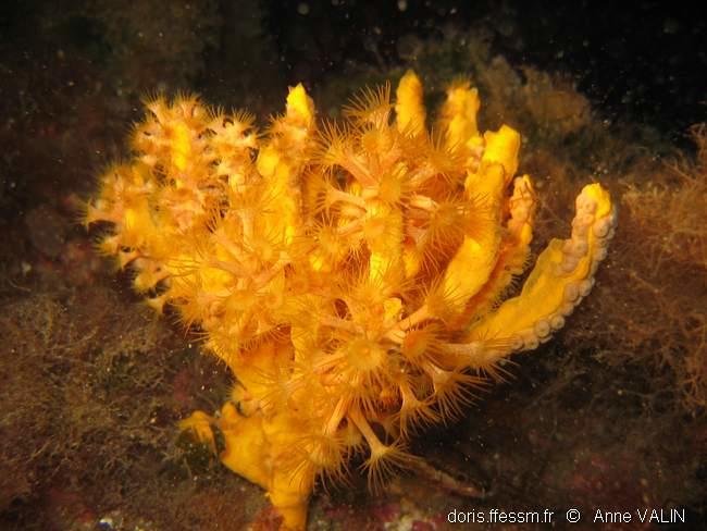 Axinella polypoides | DORIS