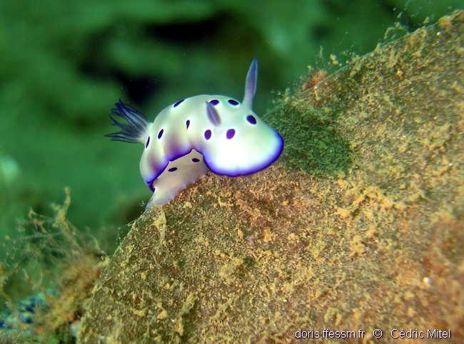 Hypselodoris tryoni | DORIS