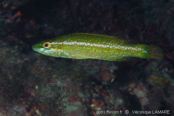 Labrus viridis | DORIS