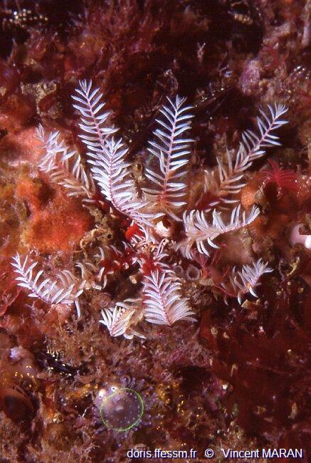 Antedon bifida | DORIS