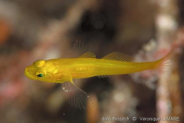 Gobius auratus | DORIS